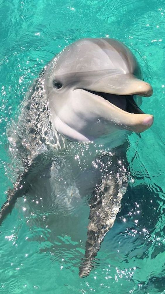 Schnorchelausflug mit Übernachtung am Sataya Dolphin Reef ab Marsa Alam