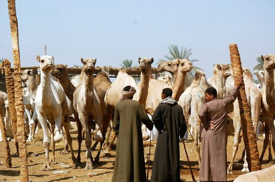 excursion d'une journée aux marchés aux chameaux de Darawa